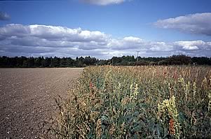 Set-Aside Decision Risks Environmental Harm