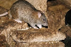 Make Rat Control a Forage-Making Essential