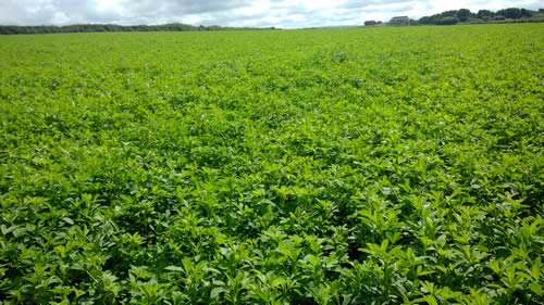 Lucerne Can Help Build Dairy Farm Resilience