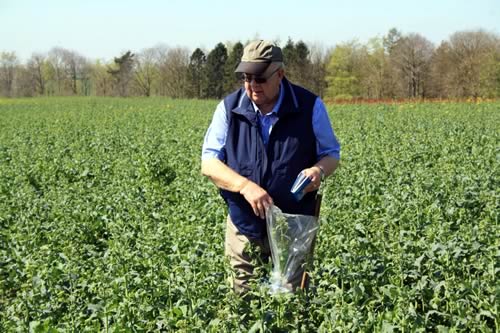 45 Years of Rapeseed Breeding Finally Pays Off
