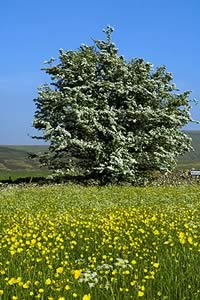 Beautiful Farms Promote the British Countryside